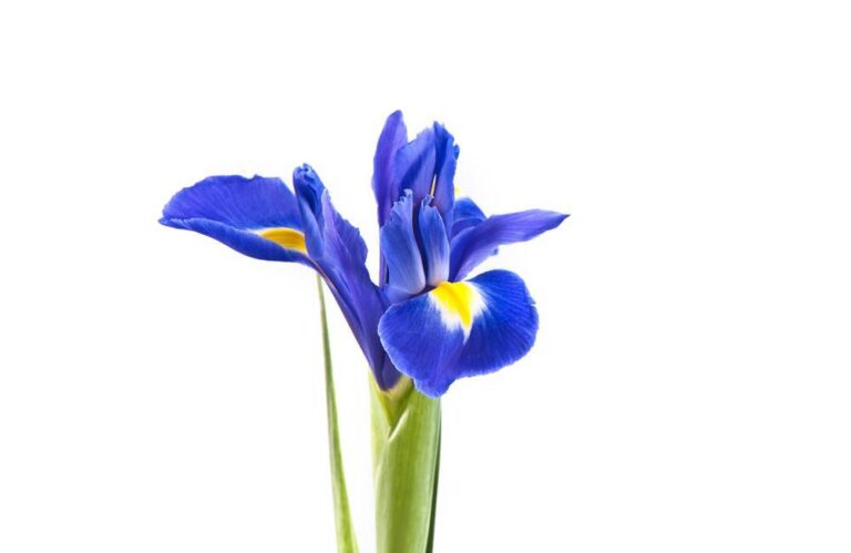 The Hope Grows Iris Movement™ | Hope Grows Programs & Services