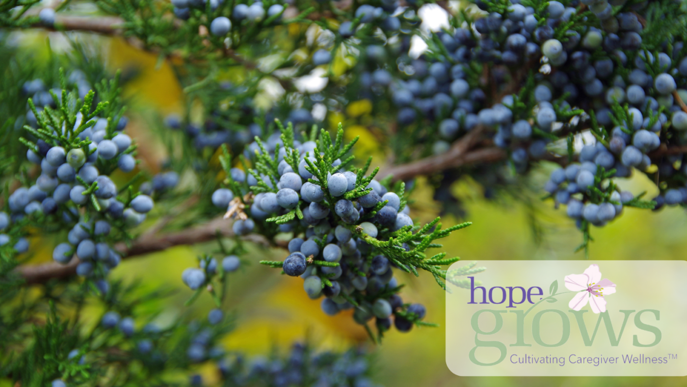 Insights | Hope Grows