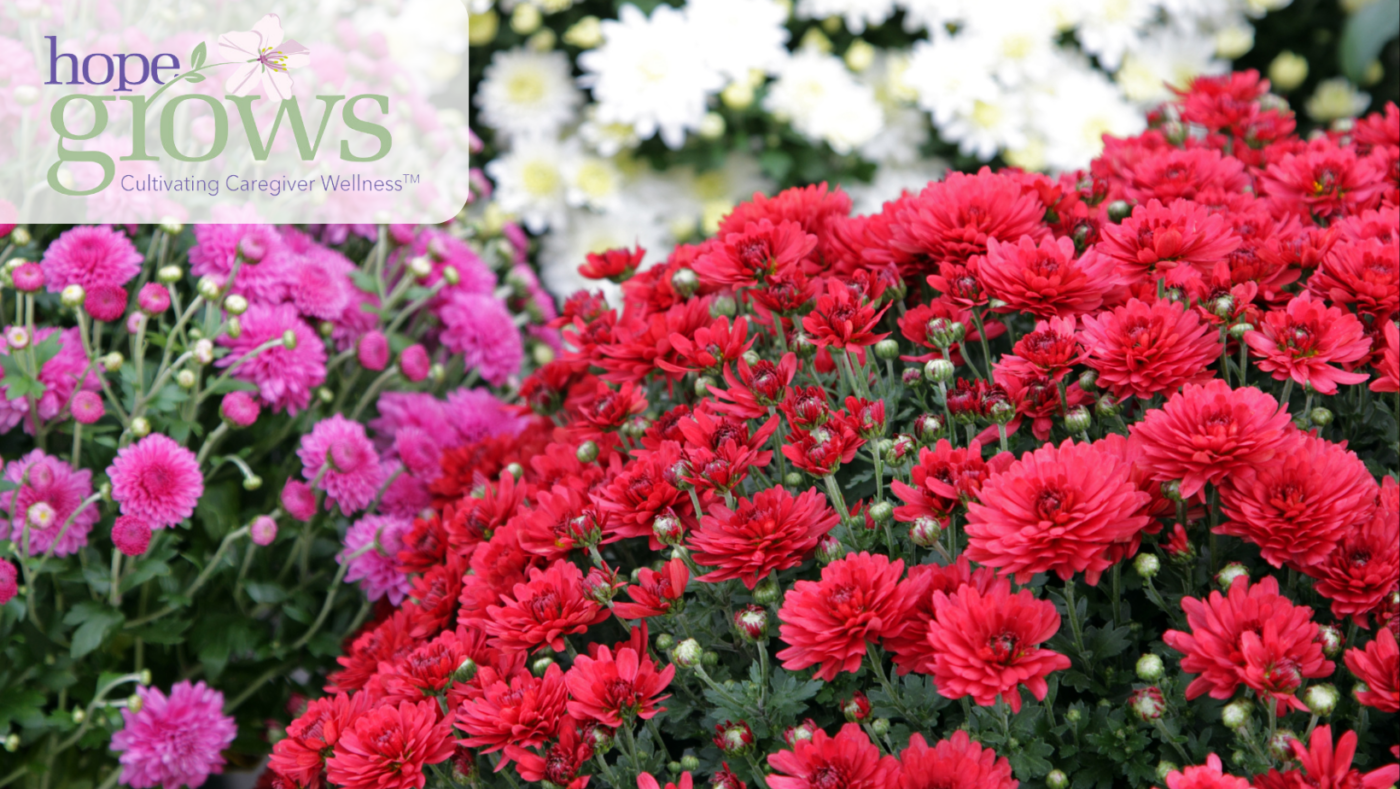 Steadiness | Hope Grows